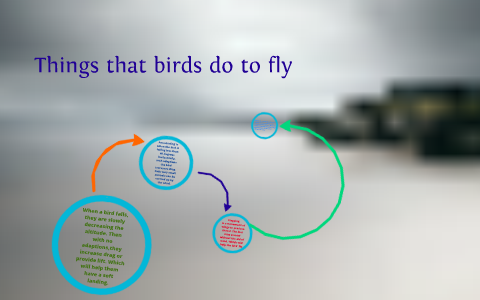 Characteristics and adaptions that enable living things to fly. by Eric ...