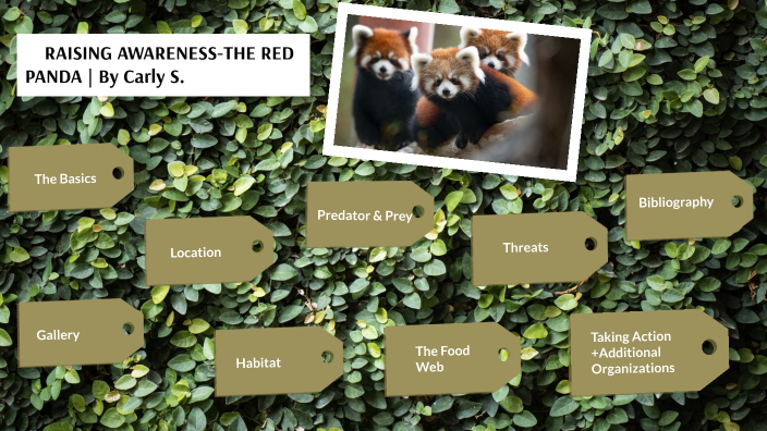 Red Panda- An Endangered Species by Carly Sanchez on Prezi
