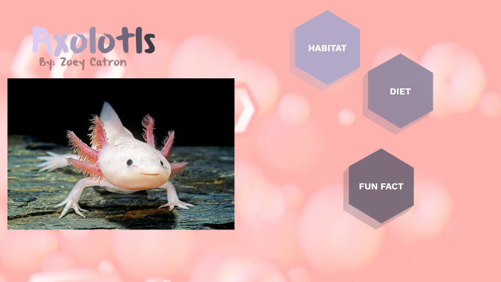 Axolotls by Zoey Catron by Zoey Catron on Prezi