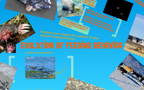 Evolution of Feeding Behavior by Emily Dewey on Prezi
