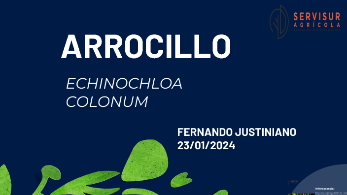 ECHINOCHLOA COLONA (ARROCILLO) by fernando justiniano guzman on Prezi