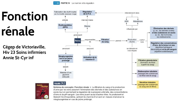 Fonction rénale by Annie St-Cyr on Prezi