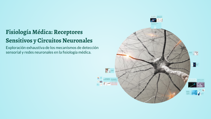 Fisiología Médica: Receptores Sensitivos y Circuitos Neuronales by Eder ...