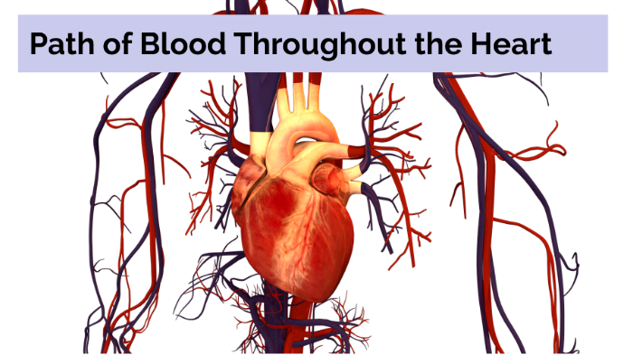 Path of Blood in the Human Body by Owen Lambert on Prezi