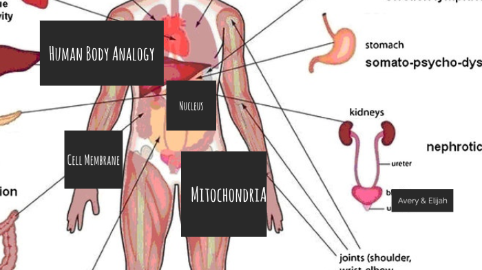 Human Body Analogy by Avery Brown on Prezi