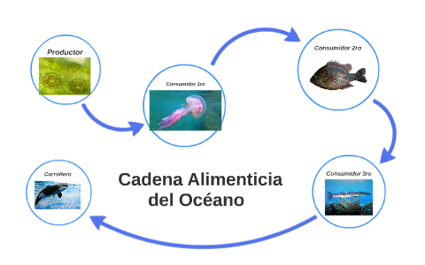 Cadena alimenticia del Océano by Gonzalez Sotomayor on Prezi