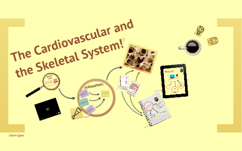 The Cardiovascular and Skeletal System! by Calvin Qian