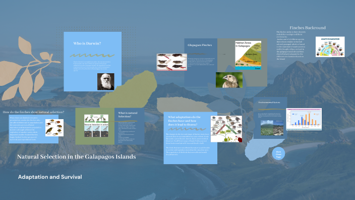 Natural Selection in the Galapagos Islands by Hailey Ricketts on Prezi