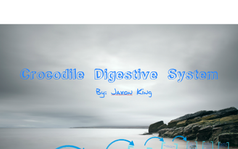 Digestive System of a Crocodile by Keegan Mann on Prezi