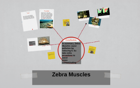 Zebra Muscle by Ben Dustin on Prezi