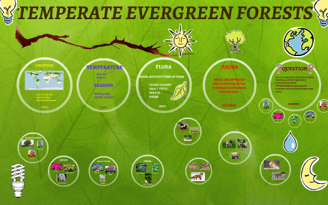 TEMPERATE EVERGREEN FORESTS by mohammad shaz on Prezi