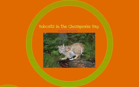 Bobcat Science Project by Jessica W on Prezi