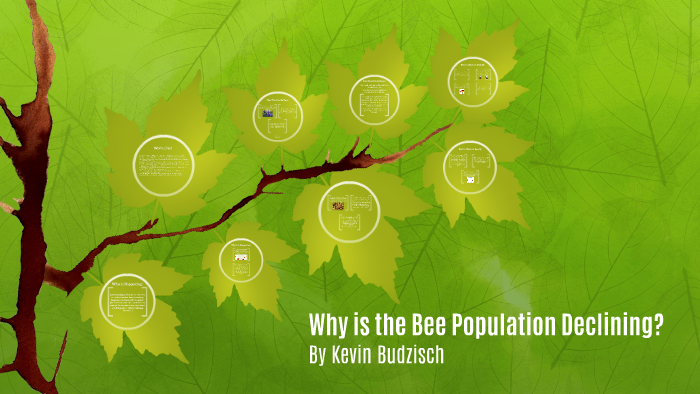 Why is the Bee Population Declining by Kevin Budzisch on Prezi