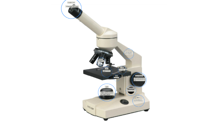 Compound Light Microscope by norah conti on Prezi