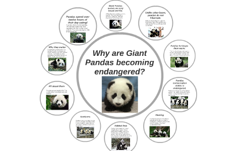 Why are Giant Pandas becoming endangered? by Kayleigh Jameson on Prezi