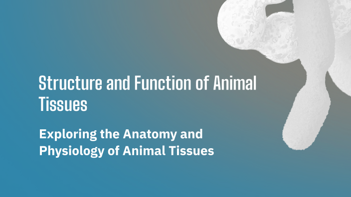 Structure and Function of Animal Tissues by PUTU WIRYANTI MAU RESI on Prezi
