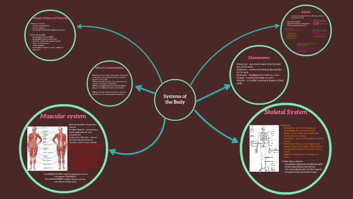 Systems of the Body by Summer Benson on Prezi