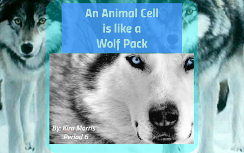 An Animal Cell is like a Wolf Pack by Kira Morris on Prezi