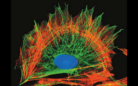 Cytoskeleton Campaign by Mandaline Kam on Prezi