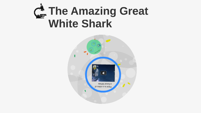 The Great White Shark by Audrey Bower on Prezi