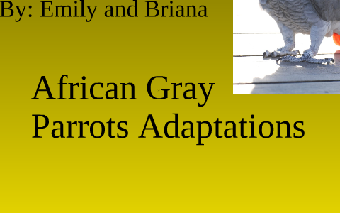 Briana and Emily Parrot by Mrs. Lindsey on Prezi