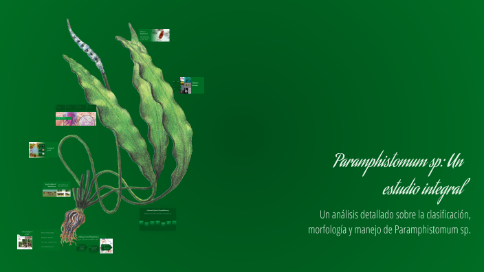 Paramphistomum sp: Un estudio integral by Esteban Murcia on Prezi