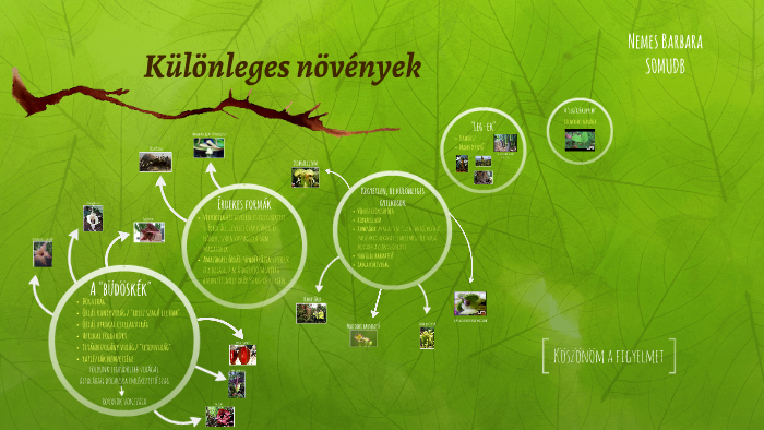 Különleges növények by barbara nemes on Prezi
