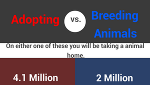 Adopting vs Breeding Animals by Sumer Aguilar on Prezi Design