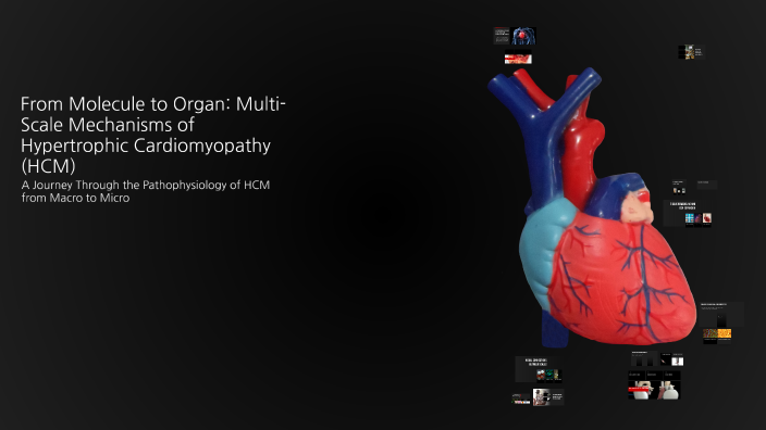 From Molecule to Organ: Multi-Scale Mechanisms of Hypertrophic ...