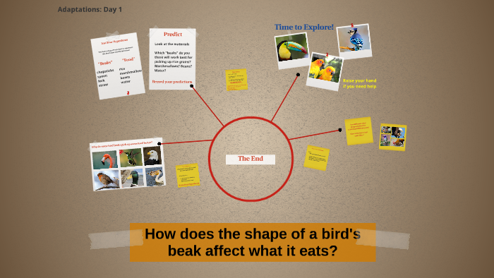 How does the shape of a bird's beak affect what it eats? by Ashley ...