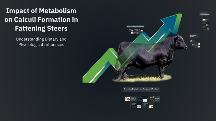 Impact of Metabolism on Calculi Formation in Fattening Steers by DR ...