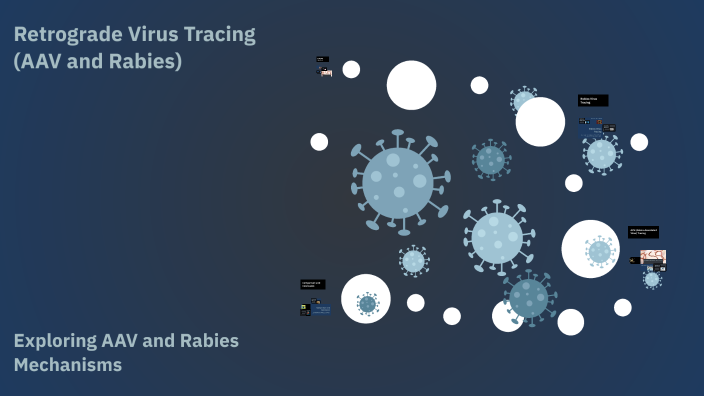 Retrograde Virus Tracing by Kiran Shirazi on Prezi
