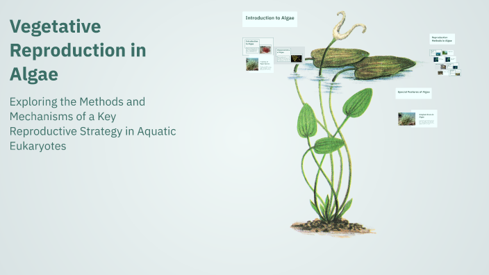 Vegetative Reproduction in Algae by bibiana on Prezi