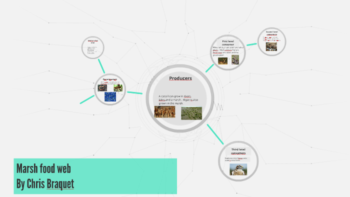 Marsh food web by Beth Bandiero on Prezi