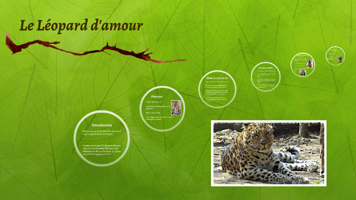 Le Léopard D'amour by Sydney Cameron on Prezi