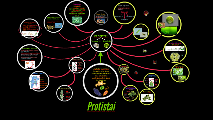7 kl. 2.2 I dalis. Protistai by Danguole Vaznele on Prezi