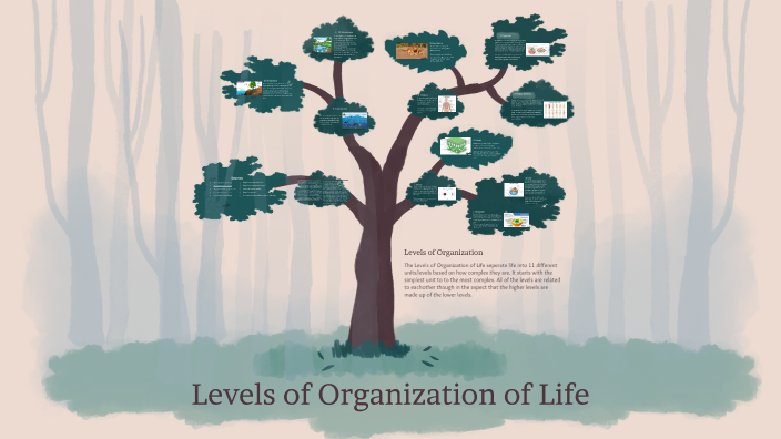 Levels of Organization by Rebeca Carranco-Ramirez [STUDENT] on Prezi