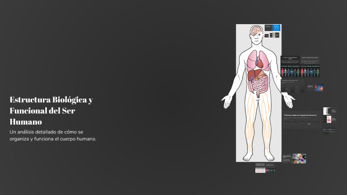 Estructura Biológica y Funcional del Ser Humano by Tatiana Juarez on Prezi