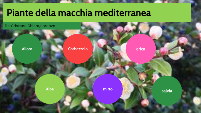 Le piante della Macchia mediterranea by SAPONARO LORENZO on Prezi