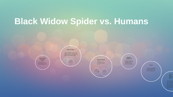 Black Widow Spider Life Cycle by Alexis Bennion on Prezi