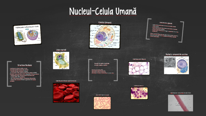 Nucleul-Celula Umană by Mihnea Vladimirescu on Prezi