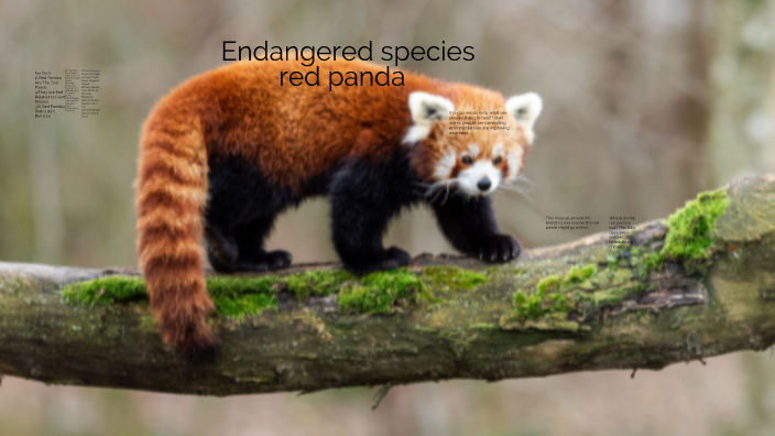 Endangered species (red panda) by Rohan Dubois on Prezi