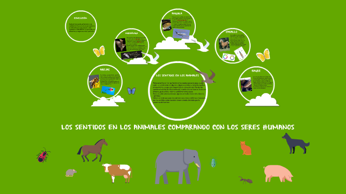 LOS SENTIDOS EN LOS ANIMALES by Inma Jerónimo Pérez on Prezi