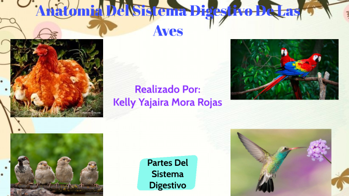 Anatomía Sistema Digestivo De Las Aves by Kelly Rojas on Prezi