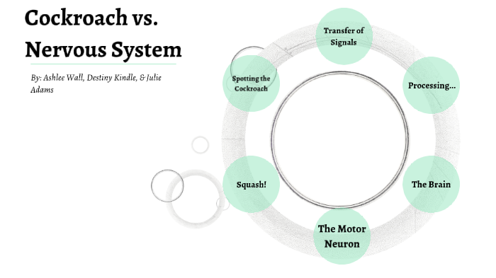 Cockroach VS. Nervous System by Julie Adams on Prezi