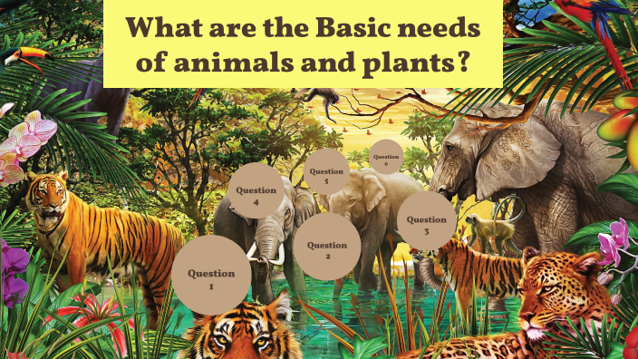 What are the Basic Needs of Plants and Animals? by Caroline Coelho on Prezi