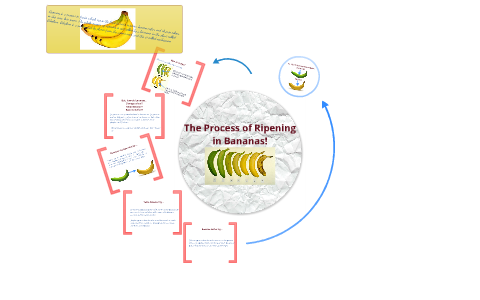 The Process of Ripening Bananas! by Ellen Johns on Prezi