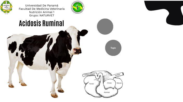 Acidosis Ruminal by jaynara franco on Prezi