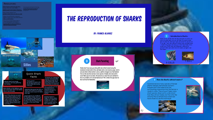 Sharks Reproduction by Franco Alvarez on Prezi