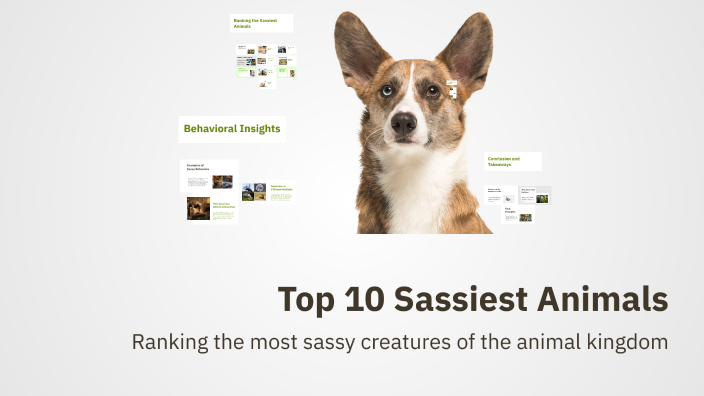 Top 10 Sassiest Animals by Grant Whitman on Prezi